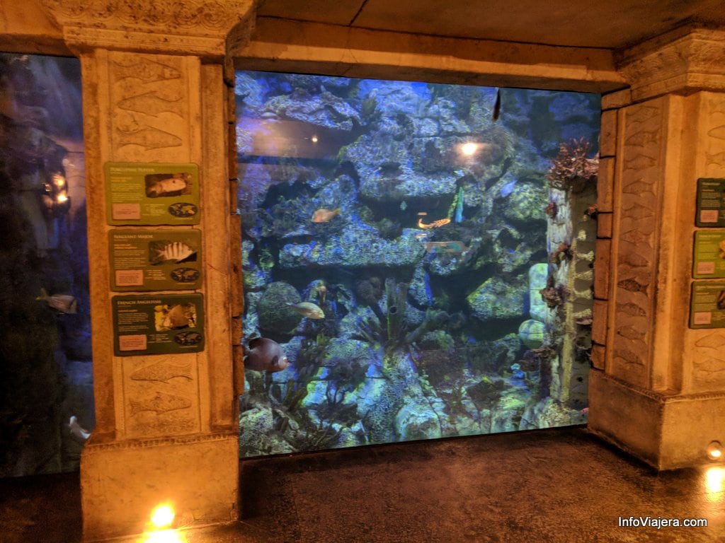 El Shark Reef en el Mandalay Bay, un acuario en el desierto de Las ...