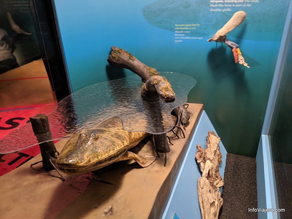 El museo Field de Historia Natural y Cultural en Chicago (USA) - Info ...
