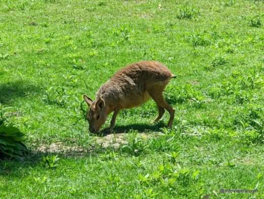 Conocimos el nuevo Ecoparque de la ciudad de Buenos Aires (Argentina ...